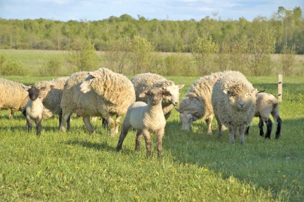 Állattartás - Vinex villanypásztor - Villanypásztor rendszerek a ...
